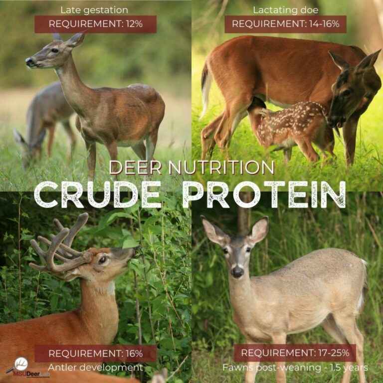 What Do Deer Eat in Georgia? Here's a Breakdown of Their Natural Diet